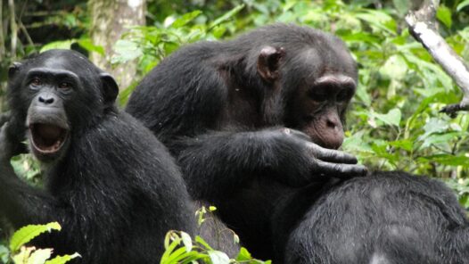 Great ape behaviour: Unveiling the mysteries - UVic News